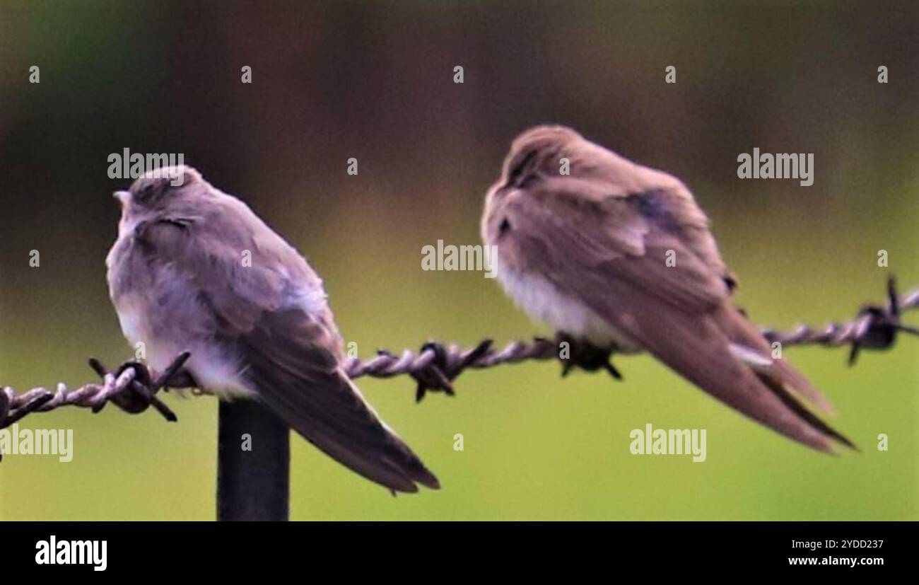 Neophedina cincta hi-res stock photography and images - Alamy