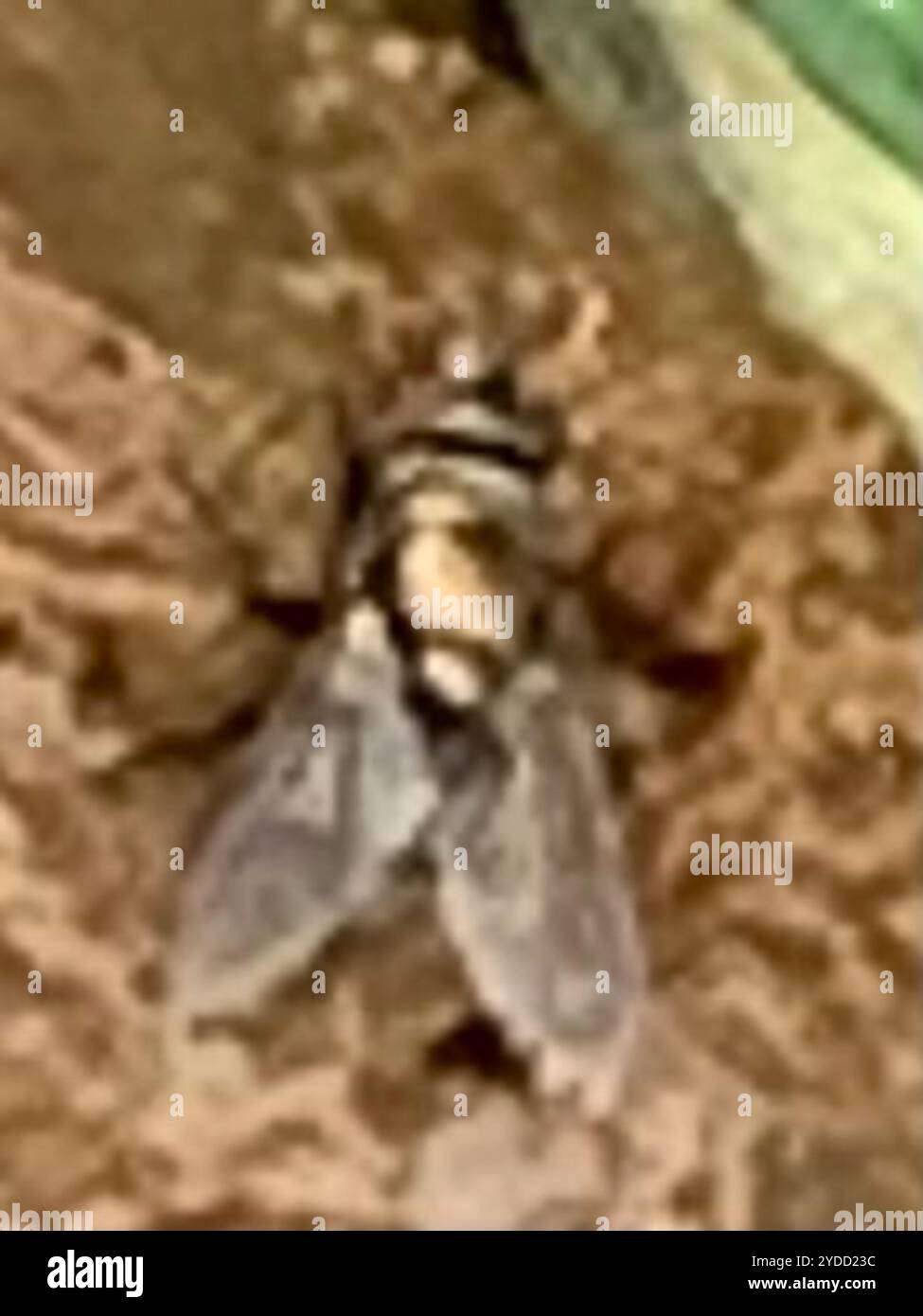 Lucilia cuprina hi-res stock photography and images - Alamy