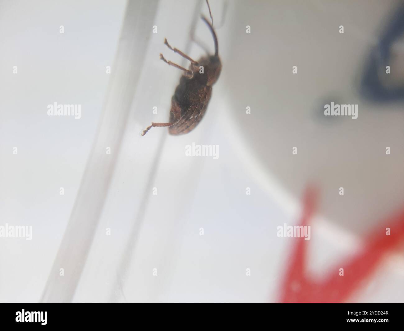 True Weevils (Curculionidae Stock Photo - Alamy