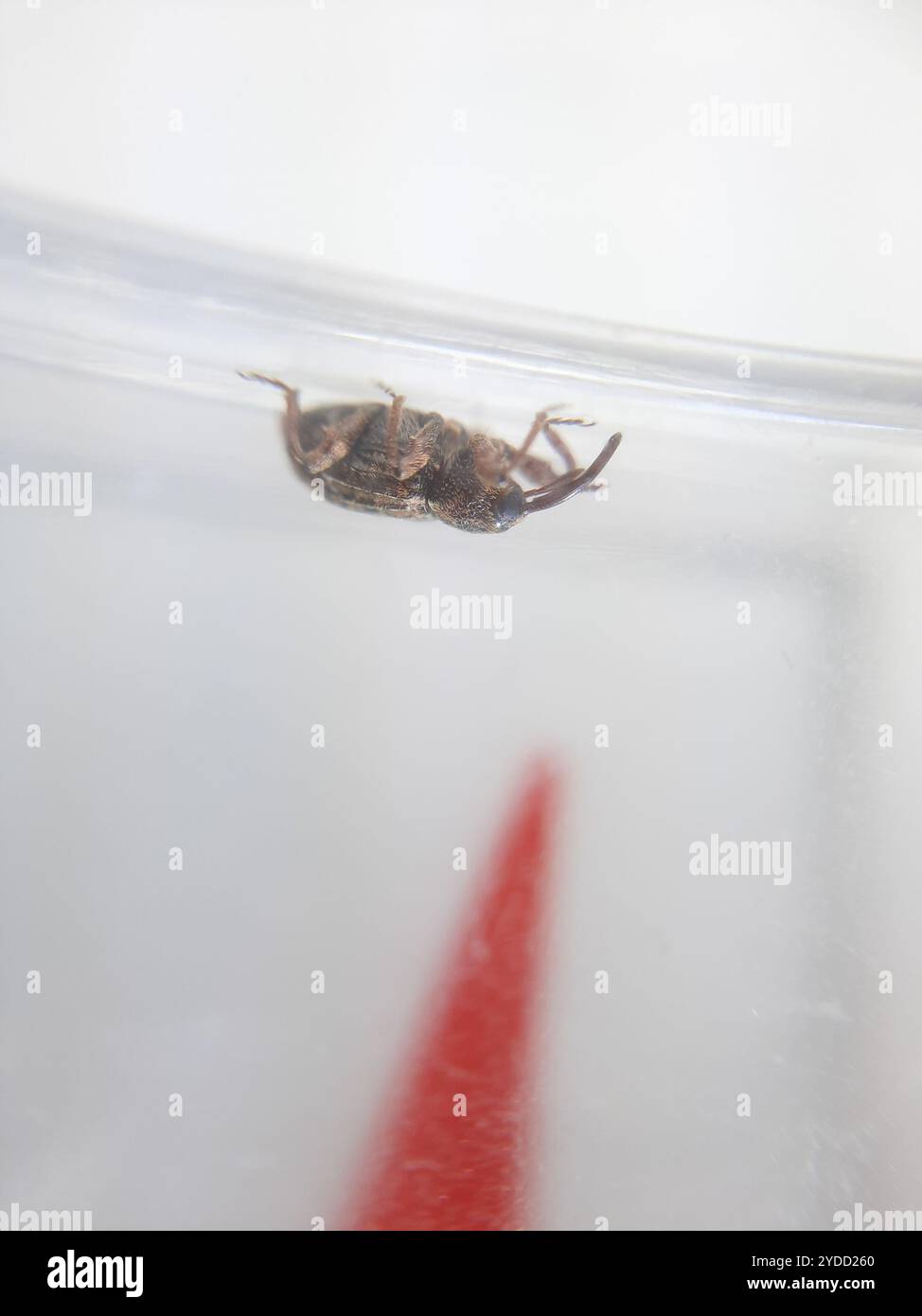 True Weevils (Curculionidae Stock Photo - Alamy