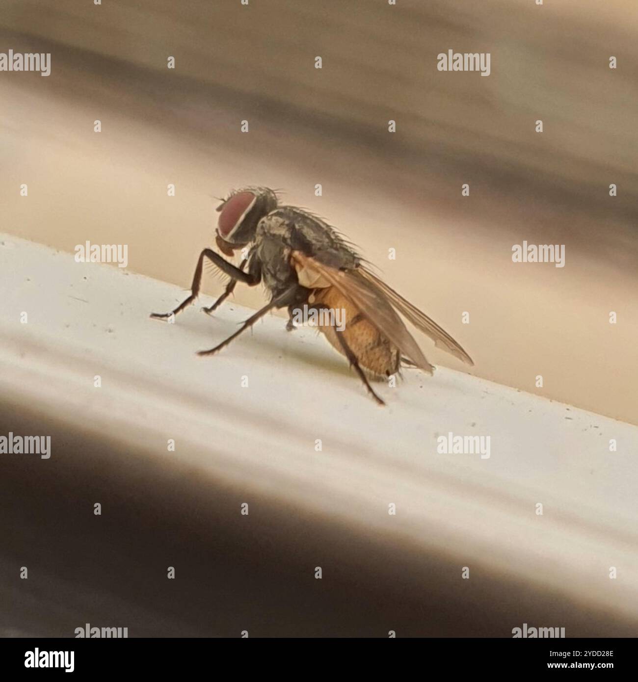 Common House Fly (Musca domestica Stock Photo - Alamy