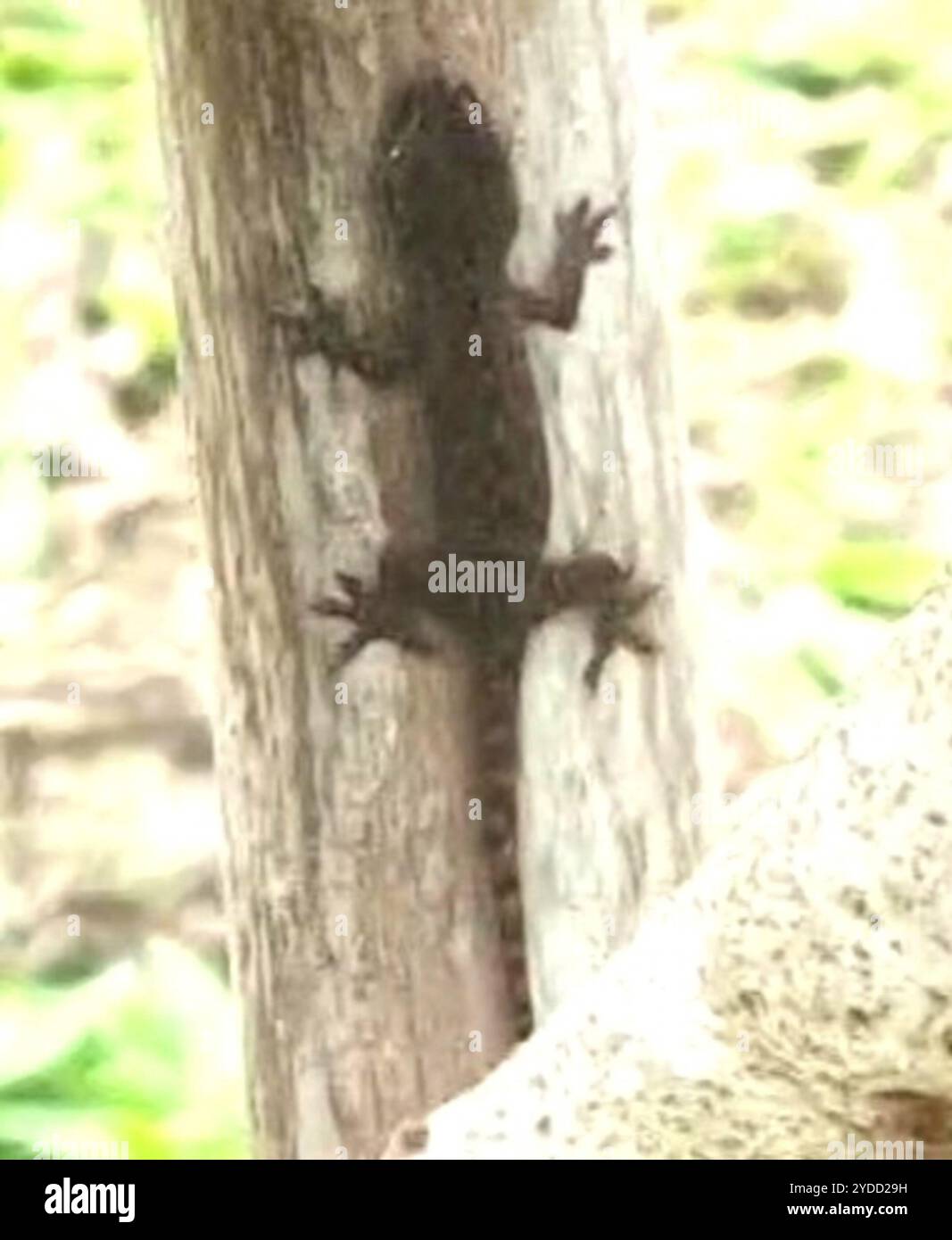 Asian House Gecko (Hemidactylus frenatus Stock Photo - Alamy