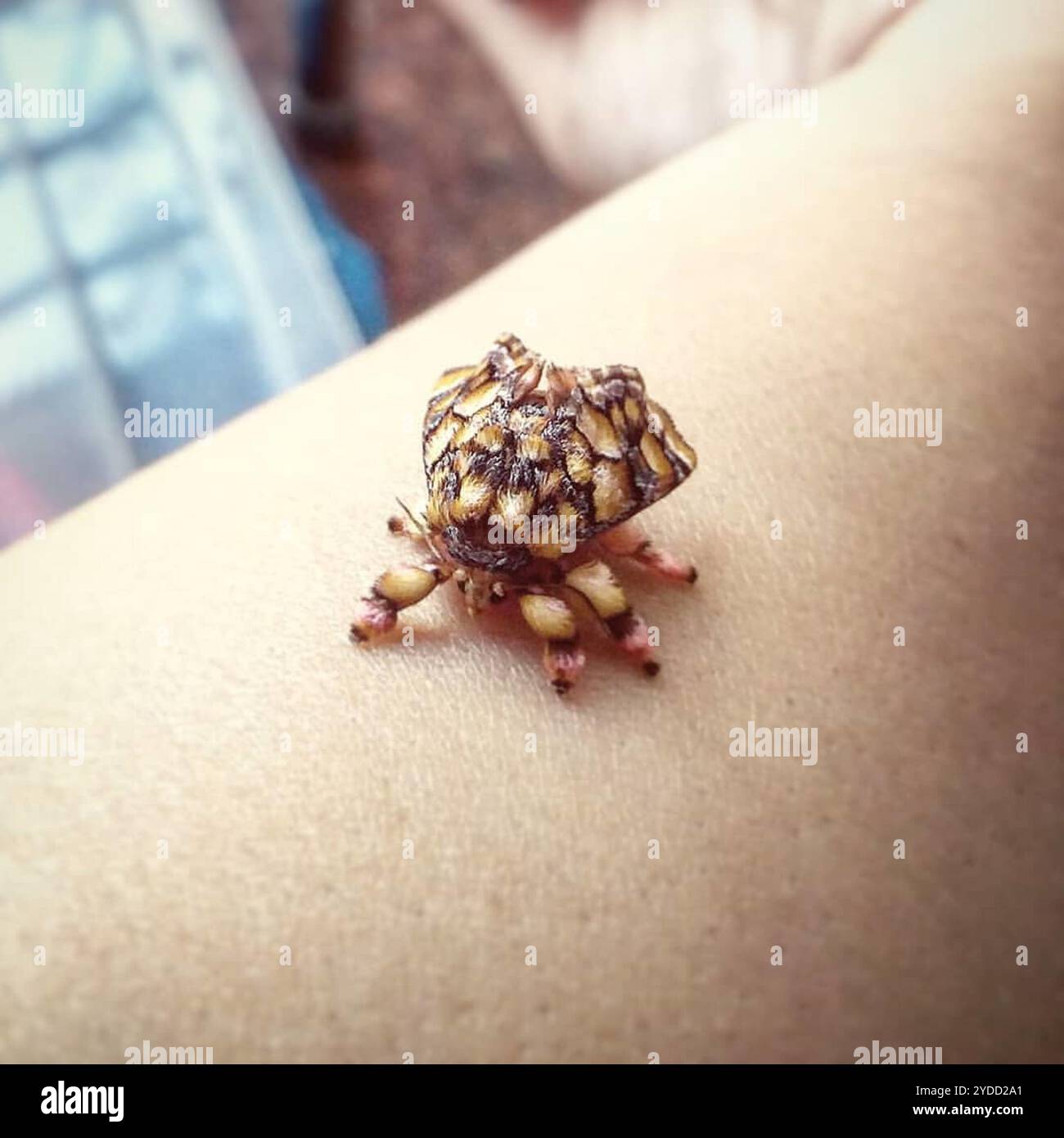 Monkey slug moth hi-res stock photography and images - Alamy