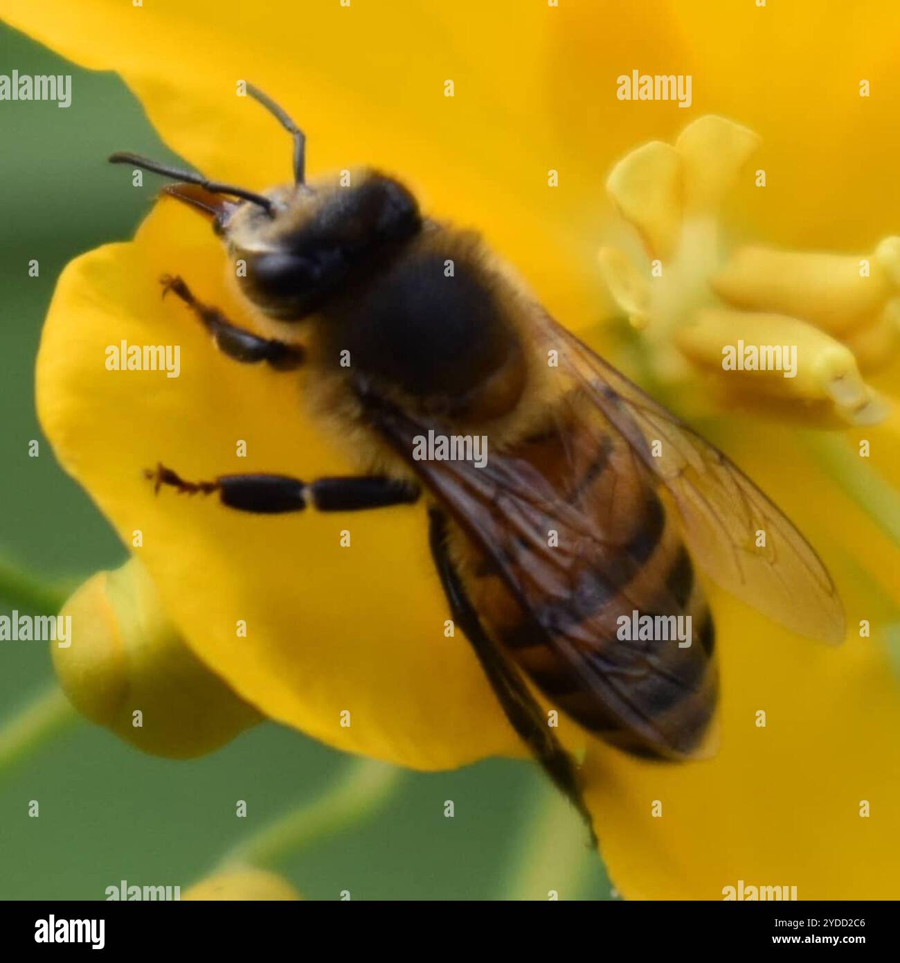 Western Honey Bee (Apis mellifera Stock Photo - Alamy
