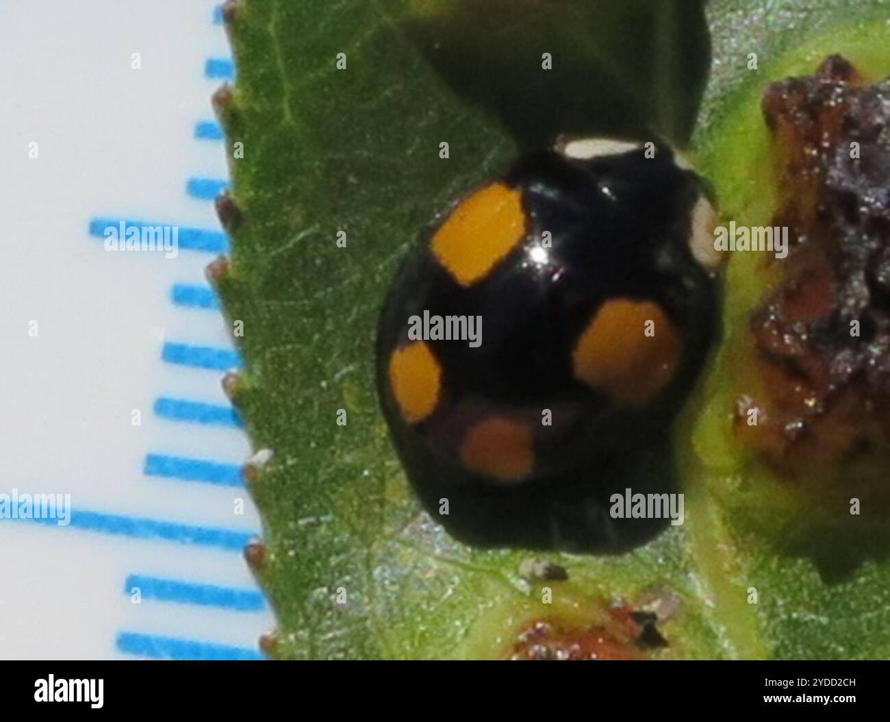 Asian Lady Beetle (Harmonia axyridis Stock Photo - Alamy
