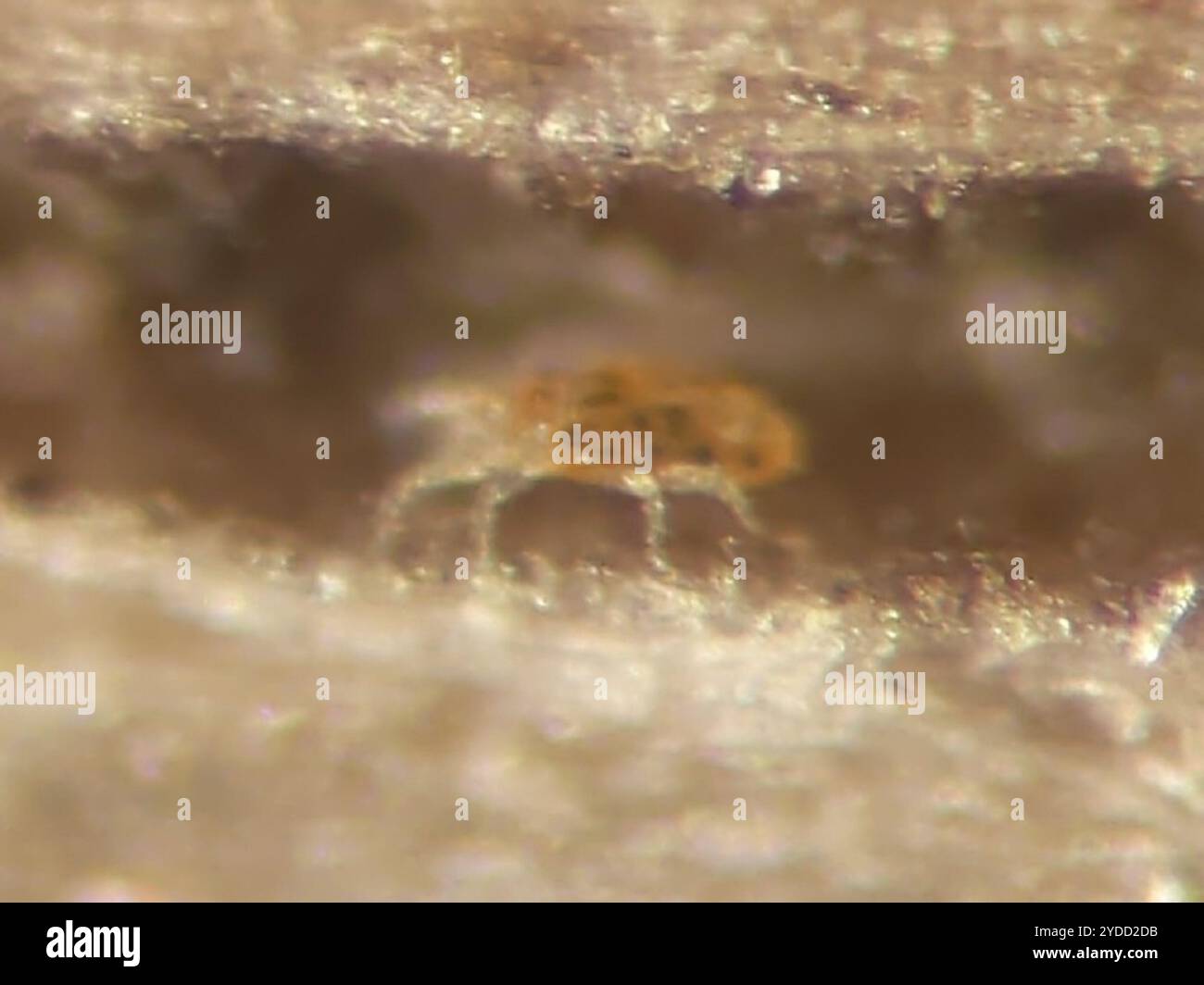 Mesostigmata hi-res stock photography and images - Alamy