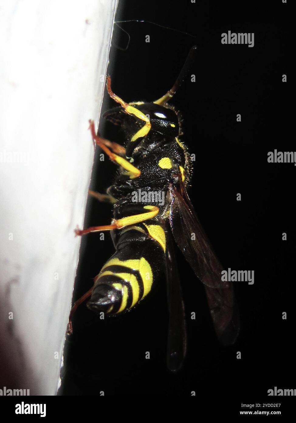 European tube wasp (Ancistrocerus gazella Stock Photo - Alamy