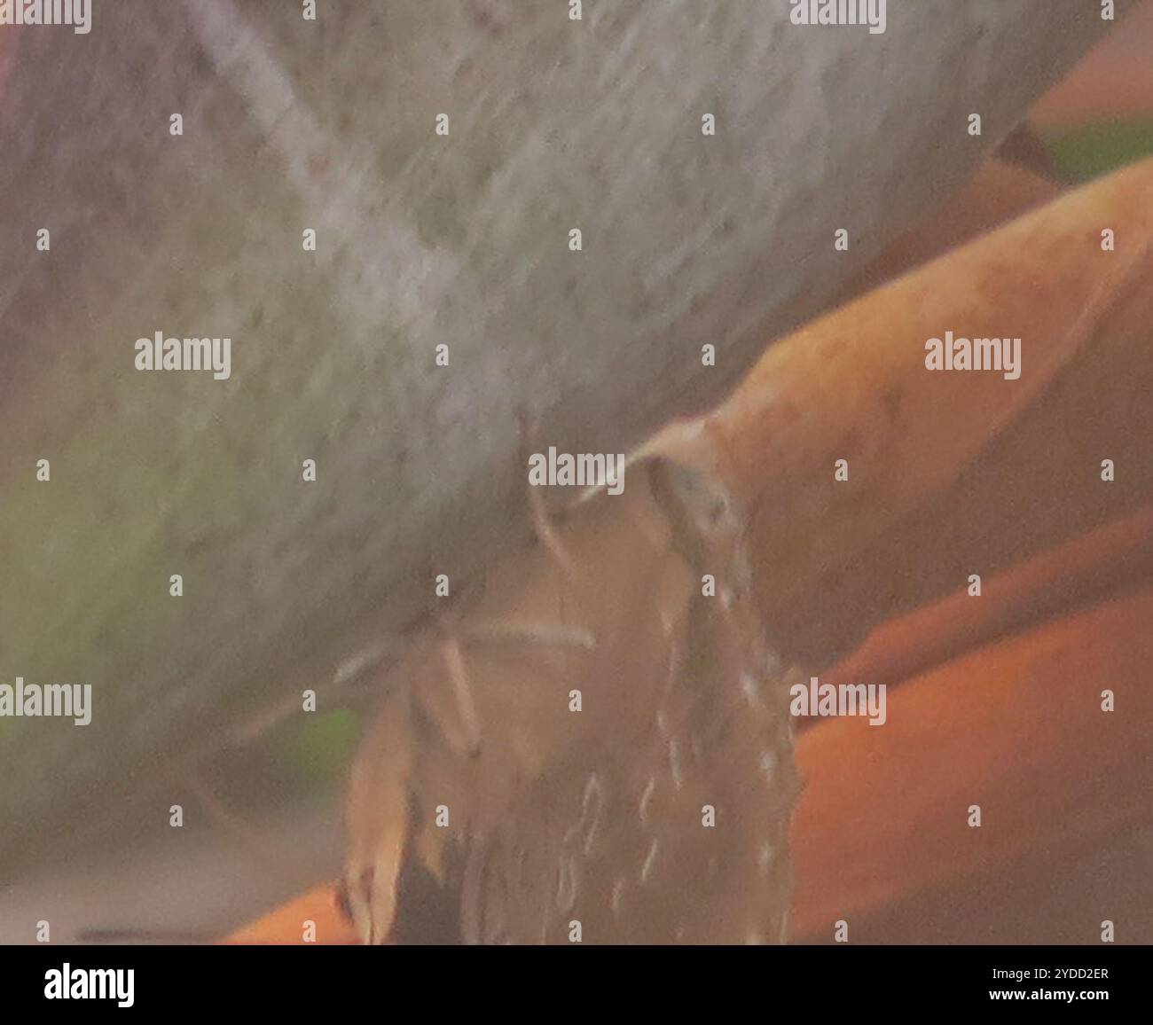 Charaxes cithaeron hi-res stock photography and images - Alamy