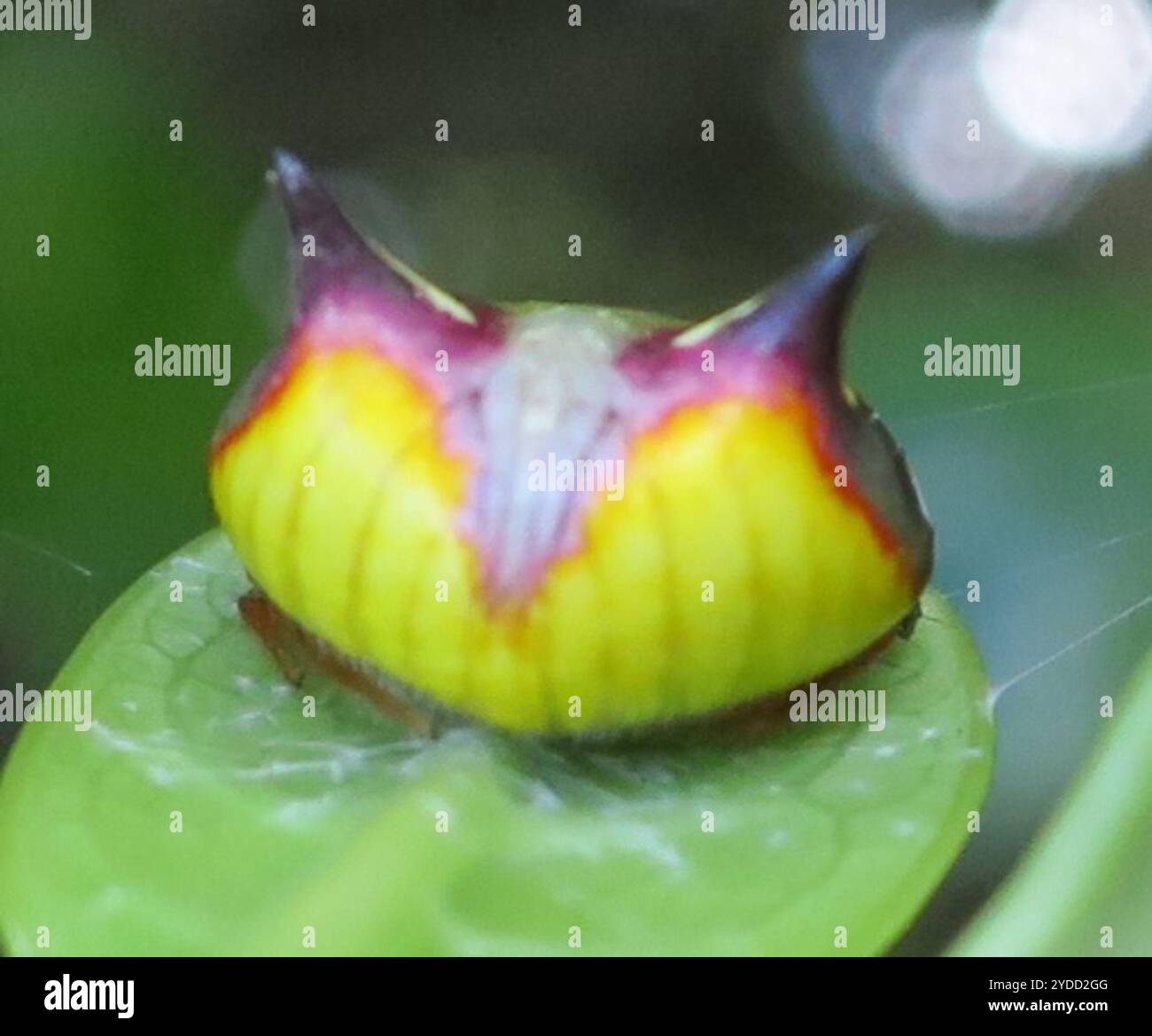 Two-spined spider (Poecilopachys australasia Stock Photo - Alamy