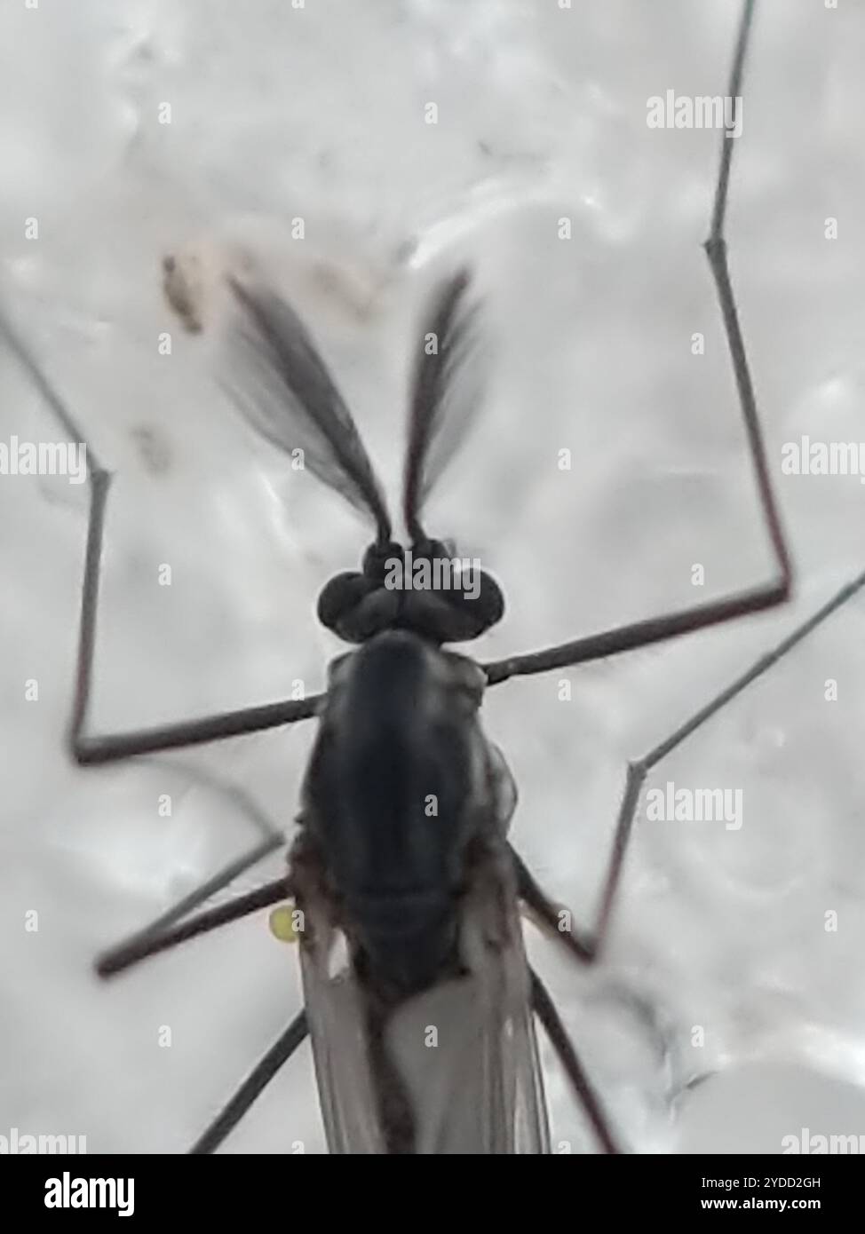 Winter Midges (Diamesa Stock Photo - Alamy