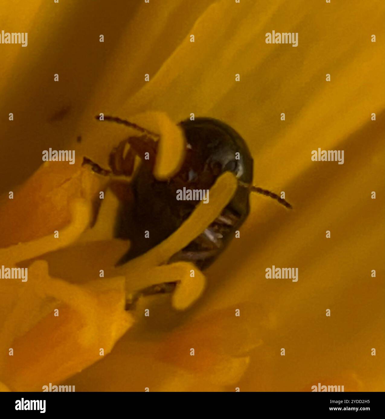 Bronze Leaf Beetle (Diachus auratus Stock Photo - Alamy