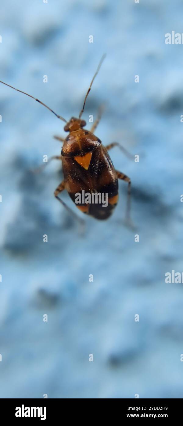 Three Spotted Nettle Bug (Liocoris tripustulatus Stock Photo - Alamy