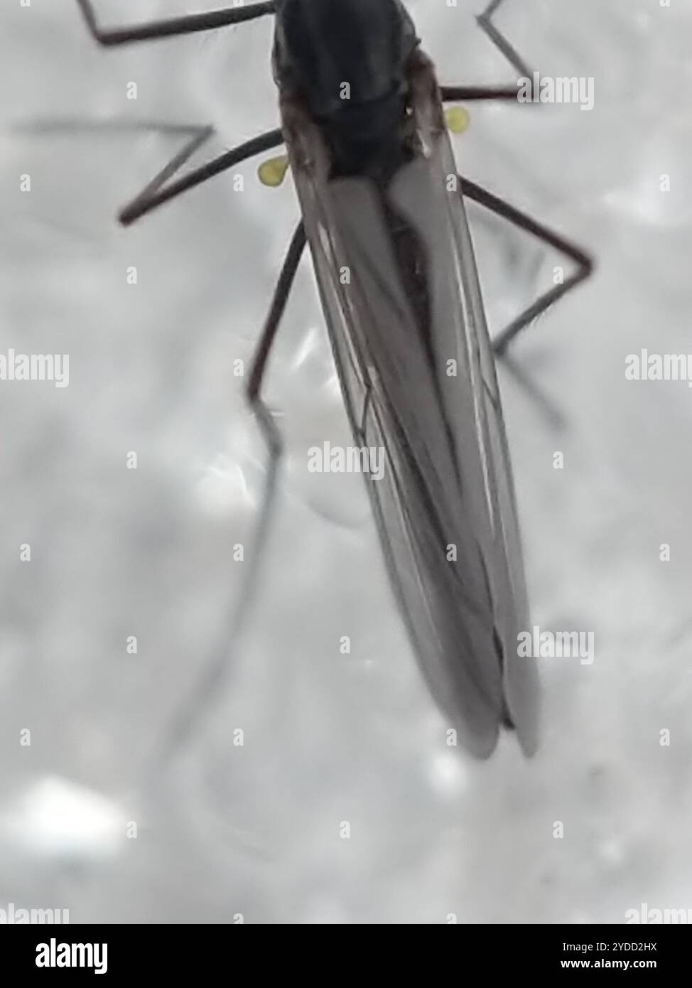 Winter Midges (Diamesa Stock Photo - Alamy