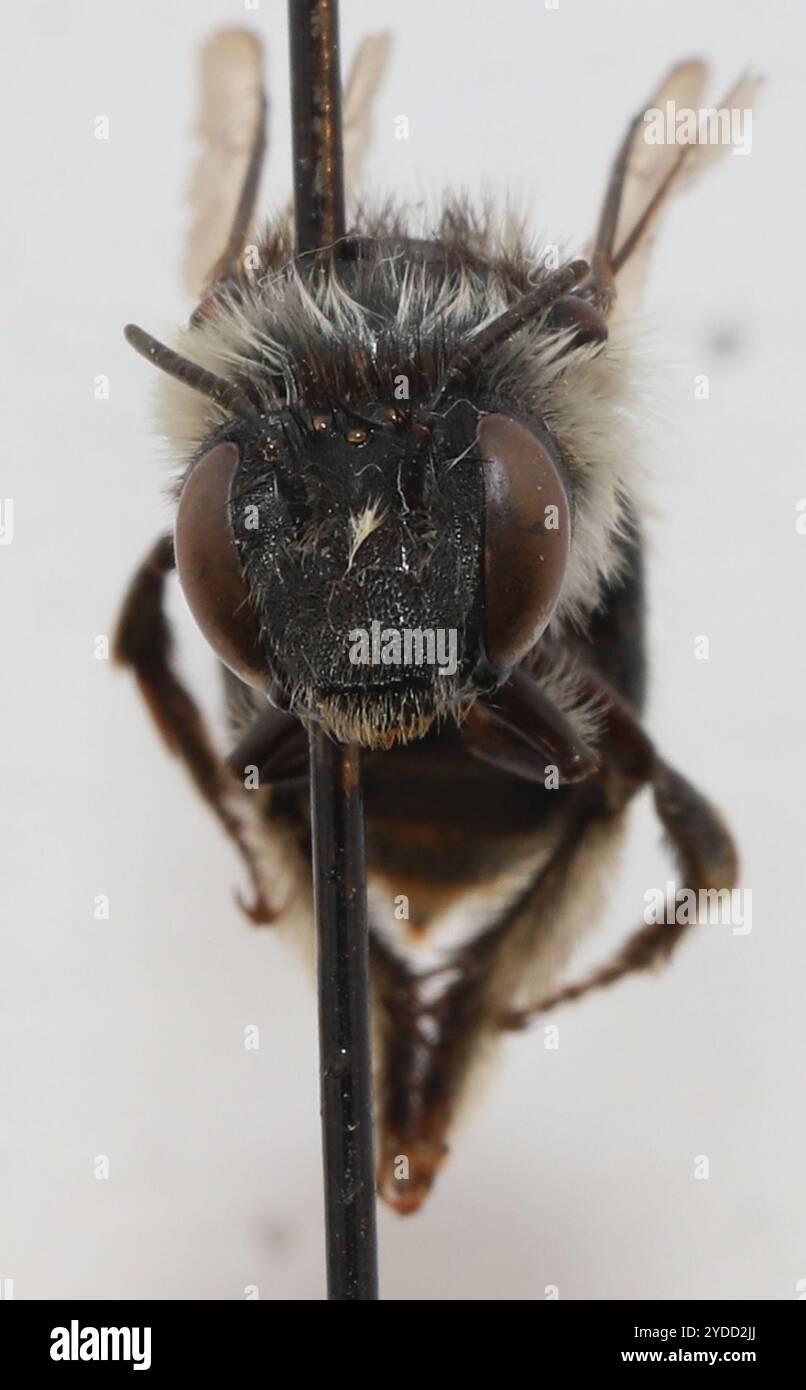 Orange-tipped Wood-digger (Anthophora terminalis Stock Photo - Alamy
