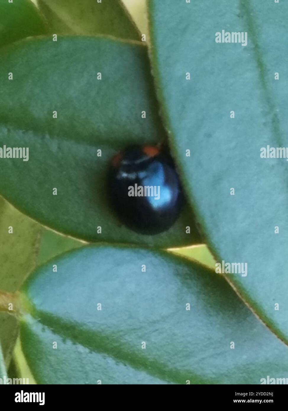 Metallic Blue Lady Beetle (Curinus coeruleus Stock Photo - Alamy