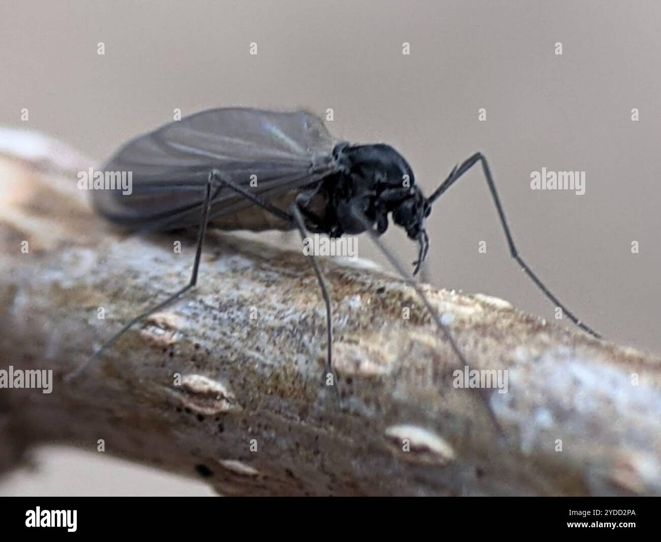 Non-biting Midges (Chironomidae Stock Photo - Alamy