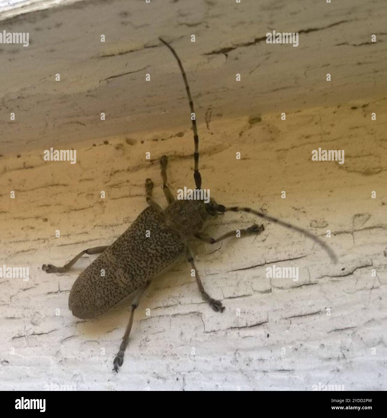 poplar borer (Saperda carcharias Stock Photo - Alamy