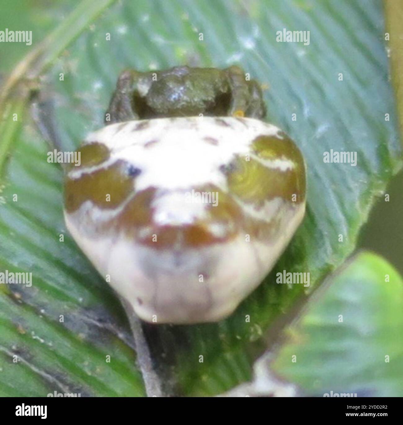 Arkyidae hi-res stock photography and images - Alamy