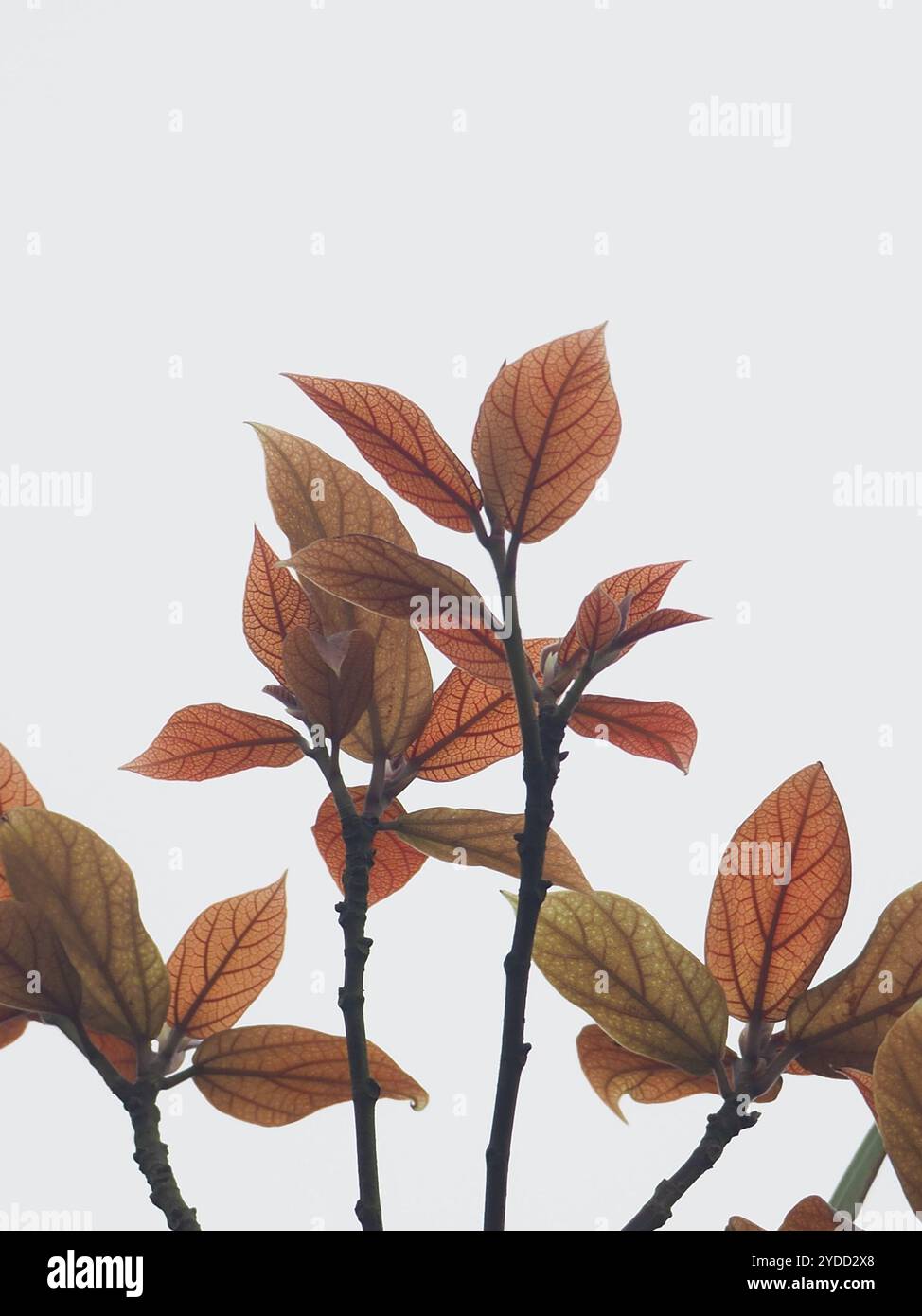 Beechey Fig (Ficus erecta beecheyana Stock Photo - Alamy