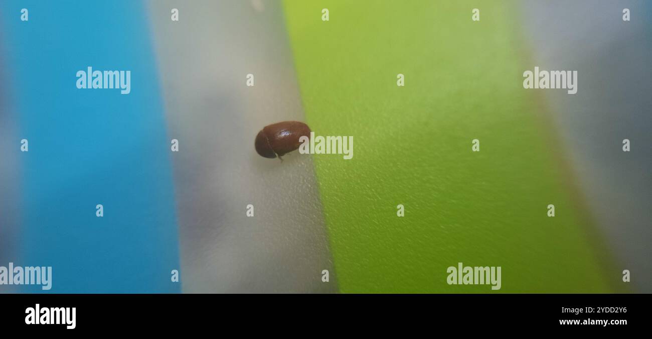 Tobacco Beetle (Lasioderma serricorne Stock Photo - Alamy