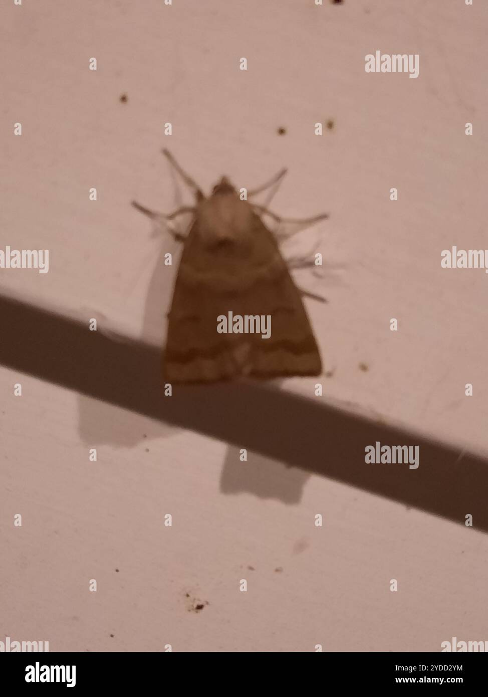 Common Oak Moth (Phoberia atomaris Stock Photo - Alamy