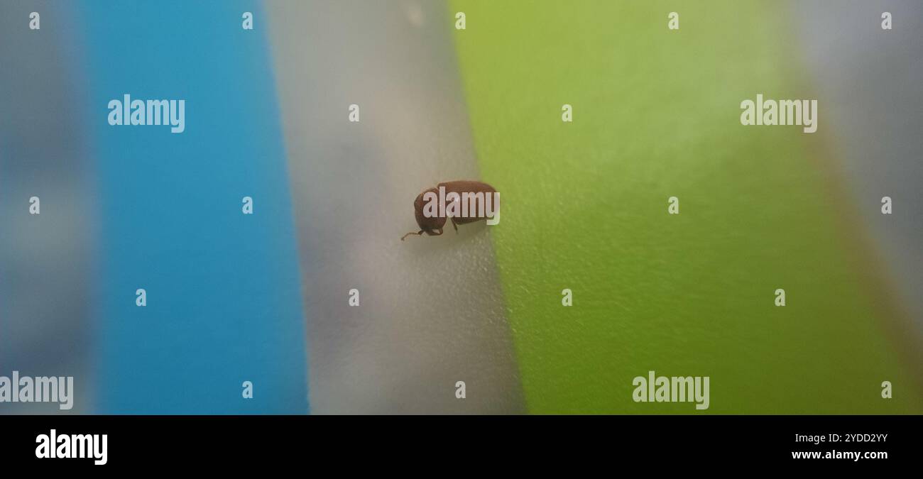 Tobacco Beetle (Lasioderma serricorne Stock Photo - Alamy