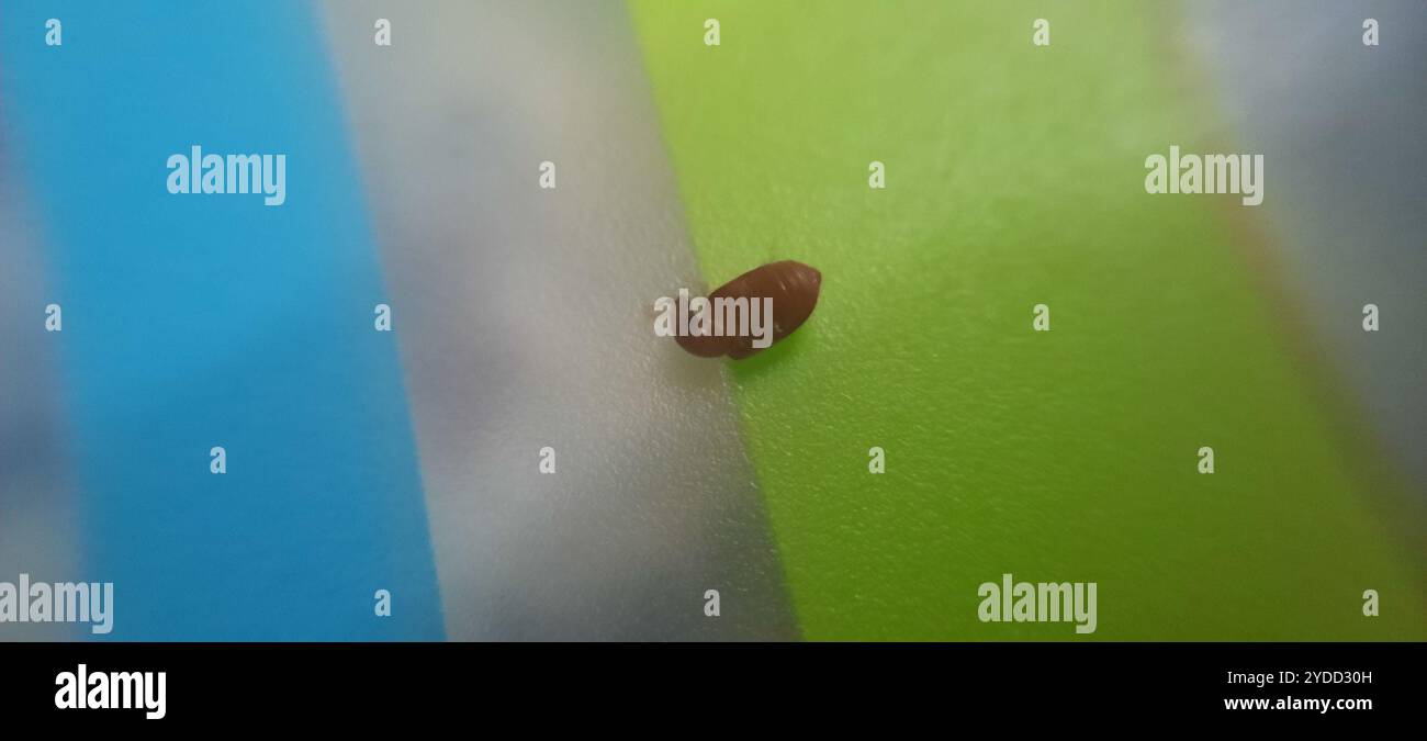 Tobacco Beetle (Lasioderma serricorne Stock Photo - Alamy