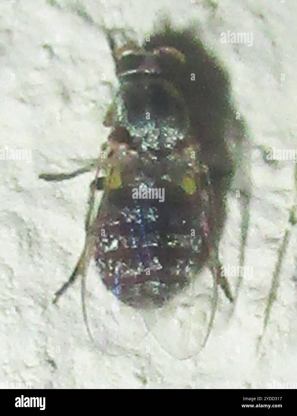 Black Flies (Simuliidae Stock Photo - Alamy