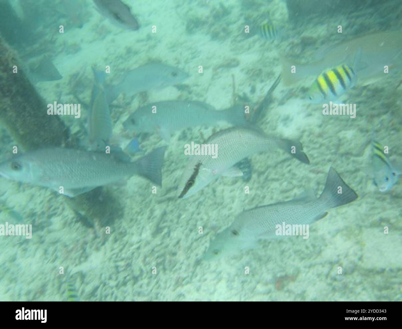 Gray Snapper (Lutjanus griseus Stock Photo - Alamy