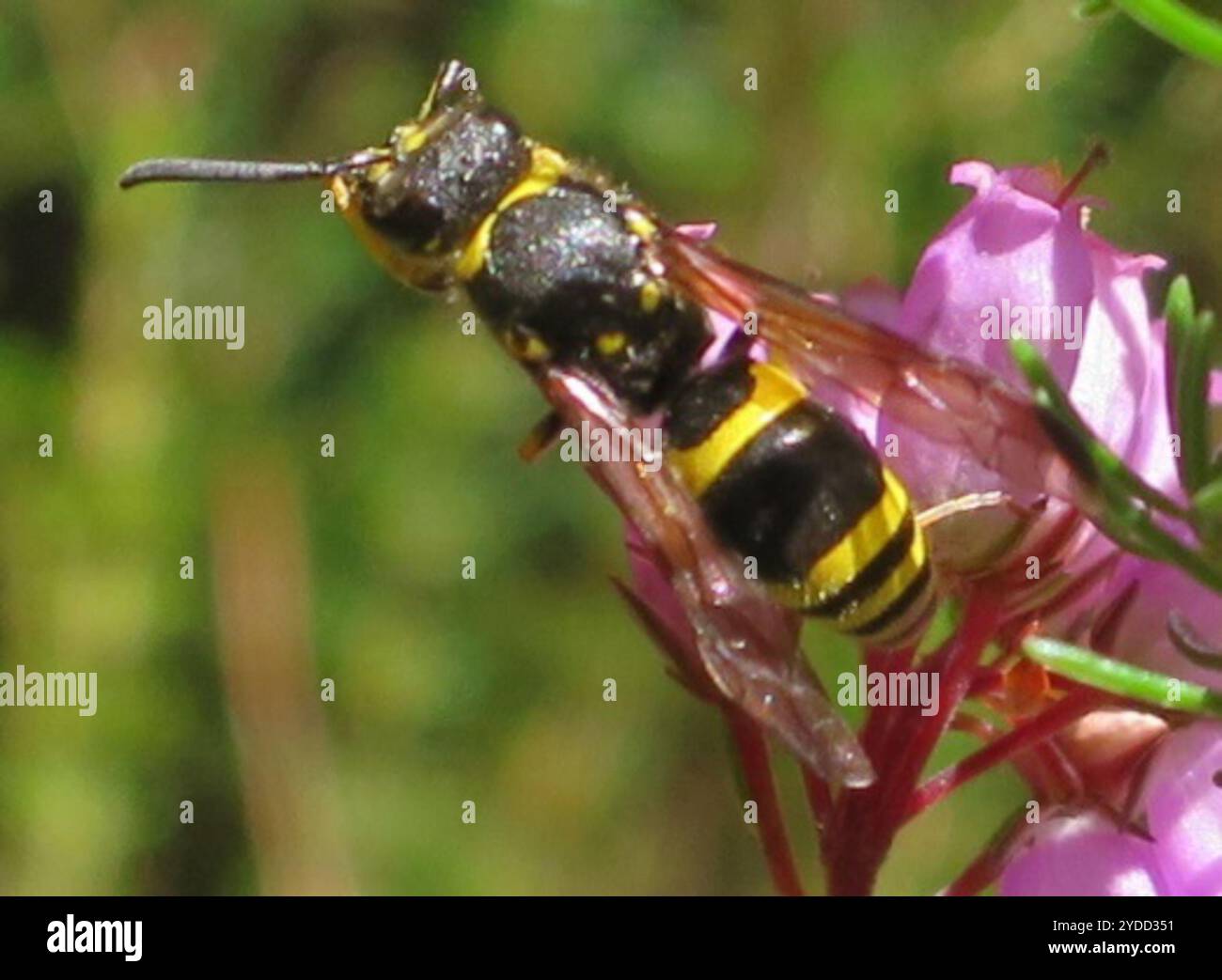 Ancistrocerus gazella hi-res stock photography and images - Alamy
