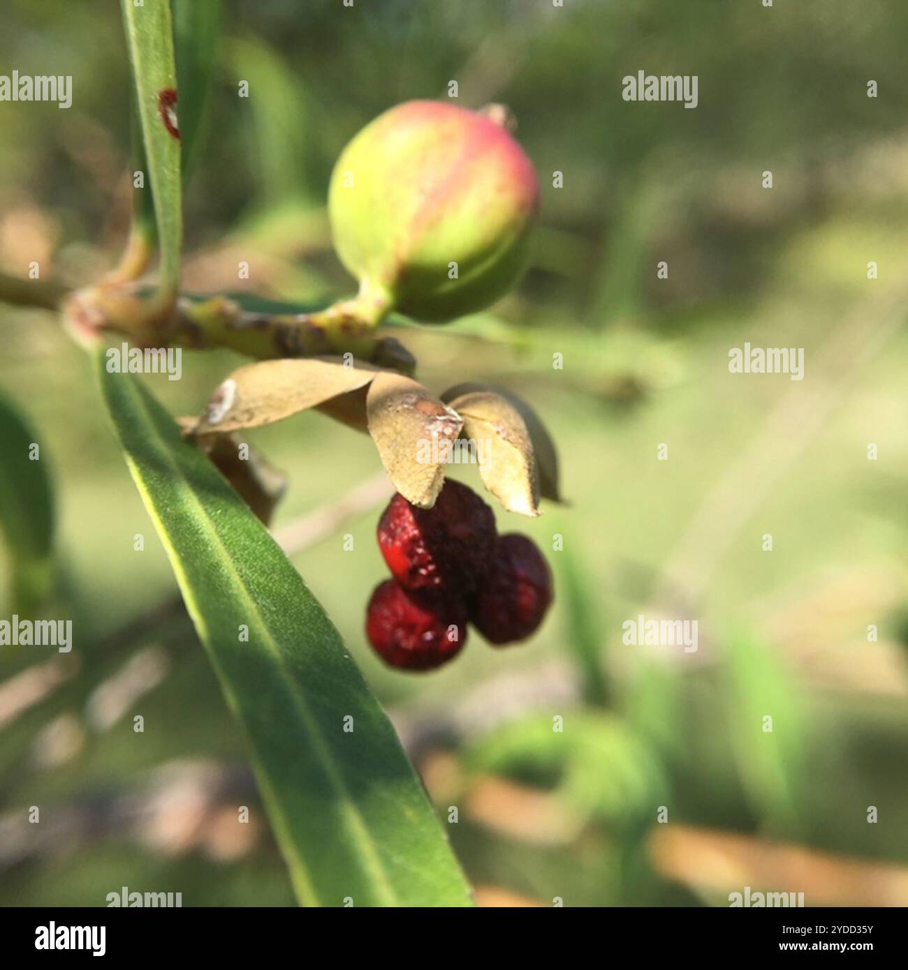Sapium haematospermum hi-res stock photography and images - Alamy