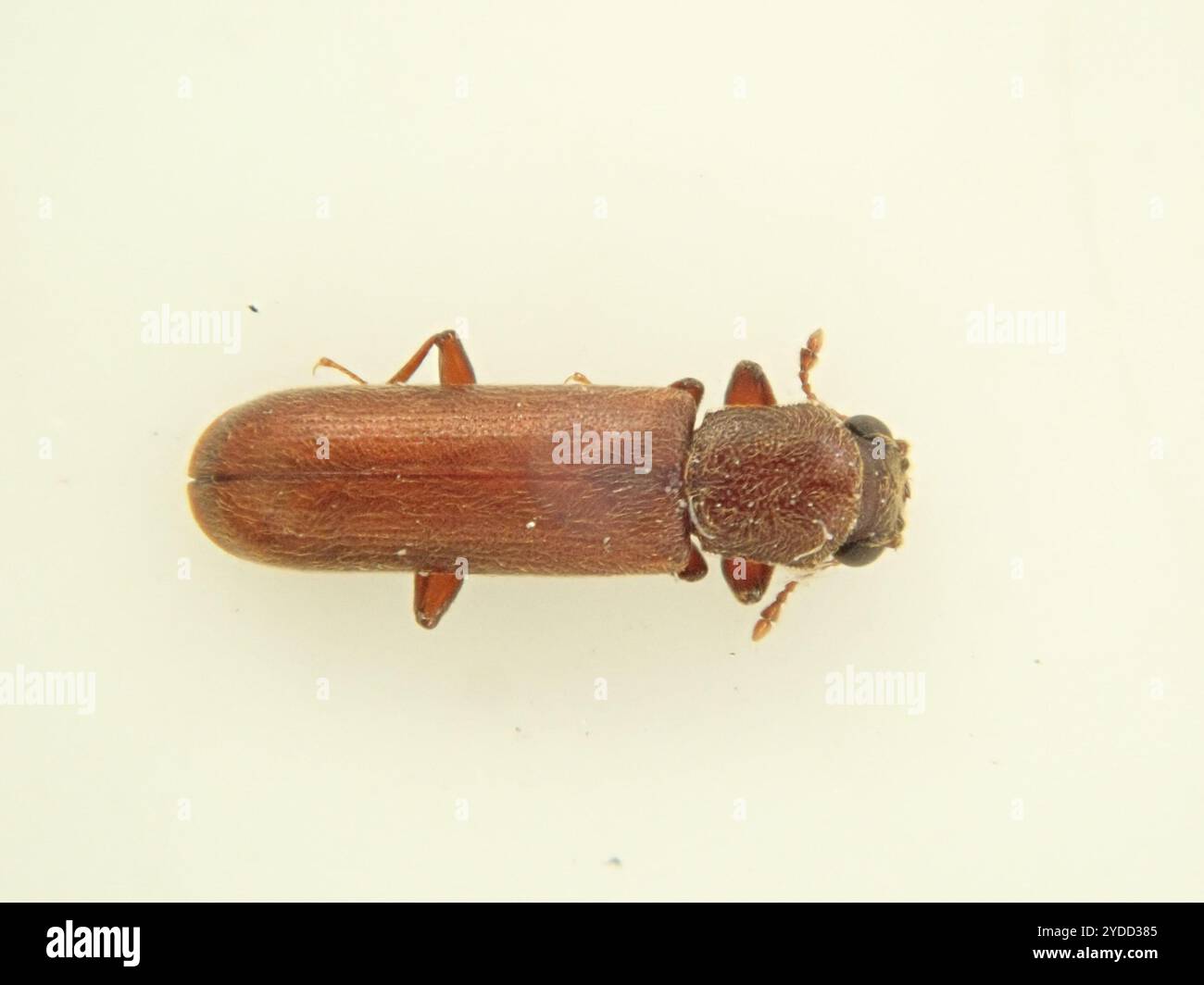 Powder Post Beetle (Lyctus brunneus Stock Photo - Alamy
