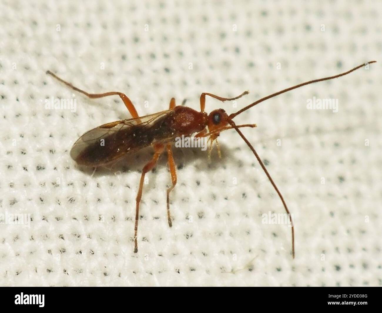 Aleiodes hi-res stock photography and images - Alamy