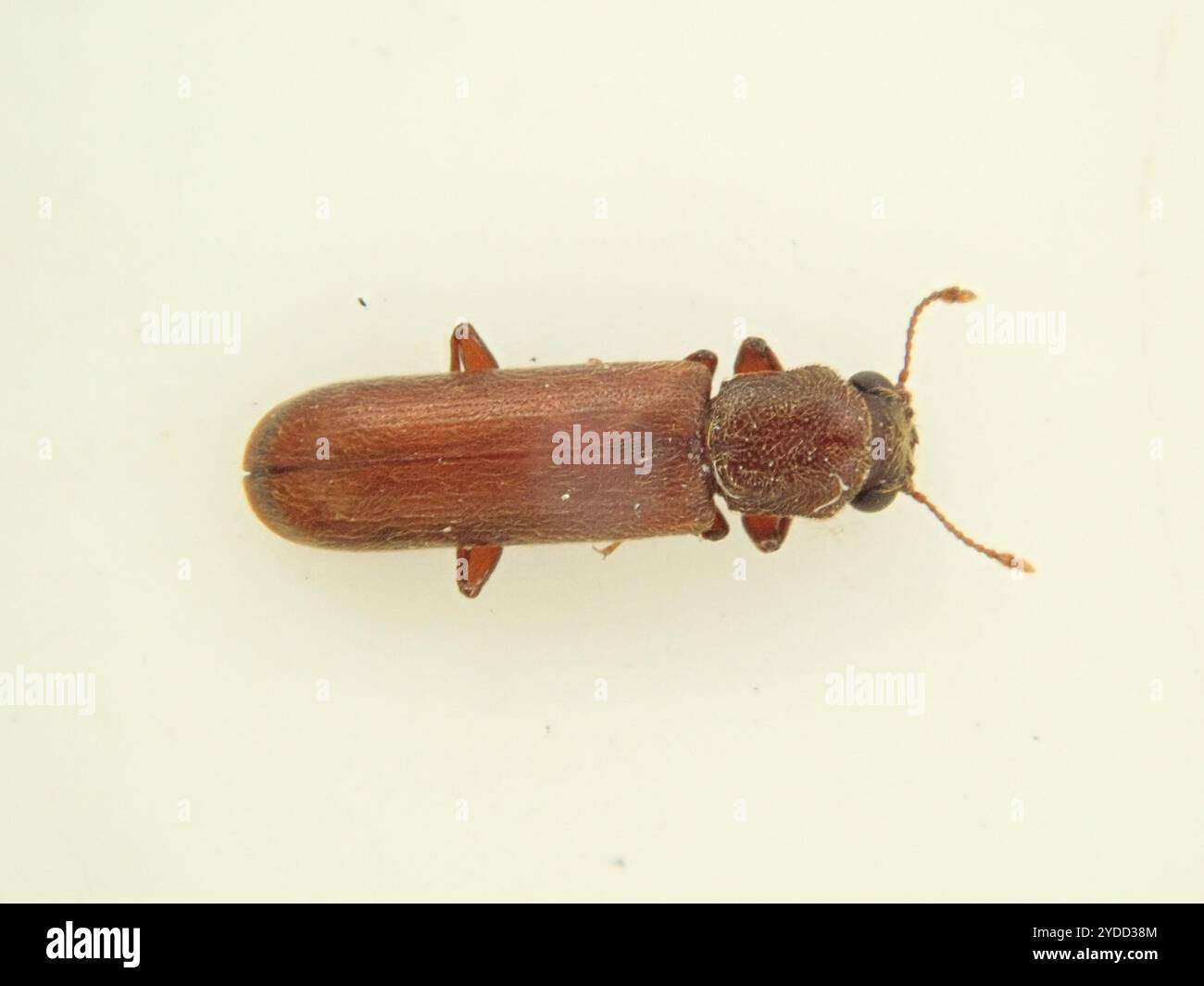 Powder post beetle hi-res stock photography and images - Alamy