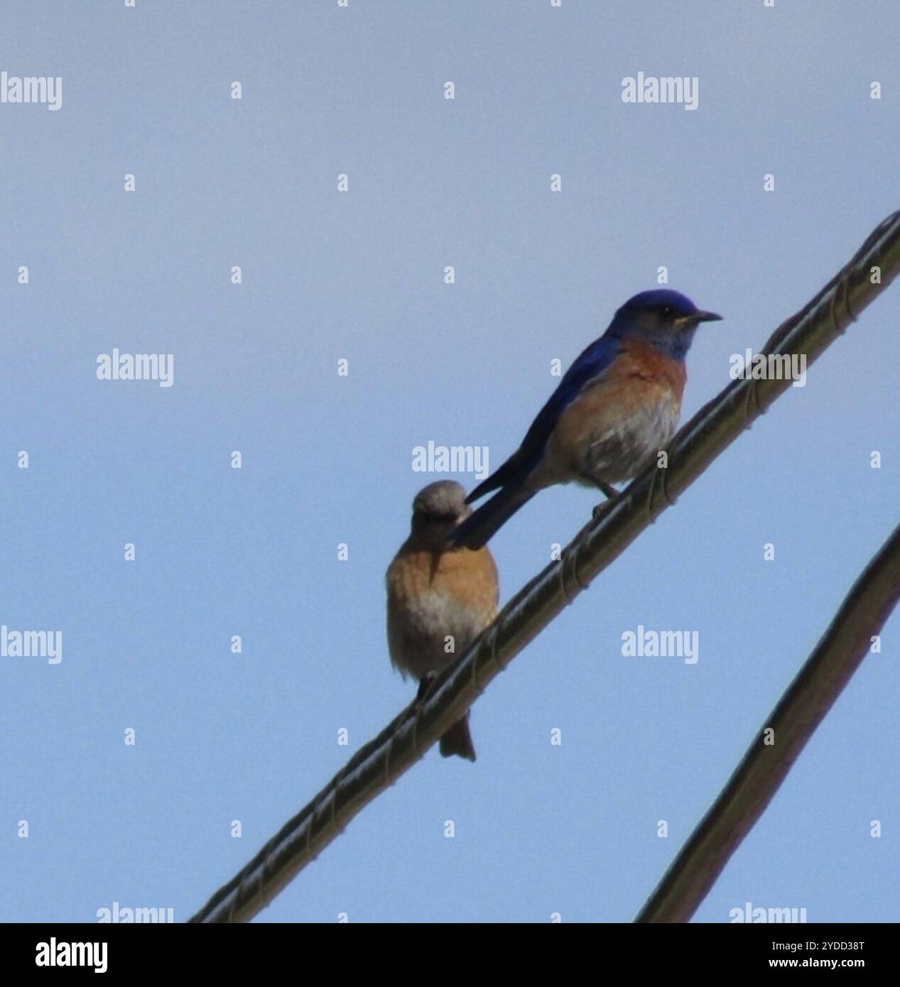 Western Bluebird (Sialia mexicana Stock Photo - Alamy