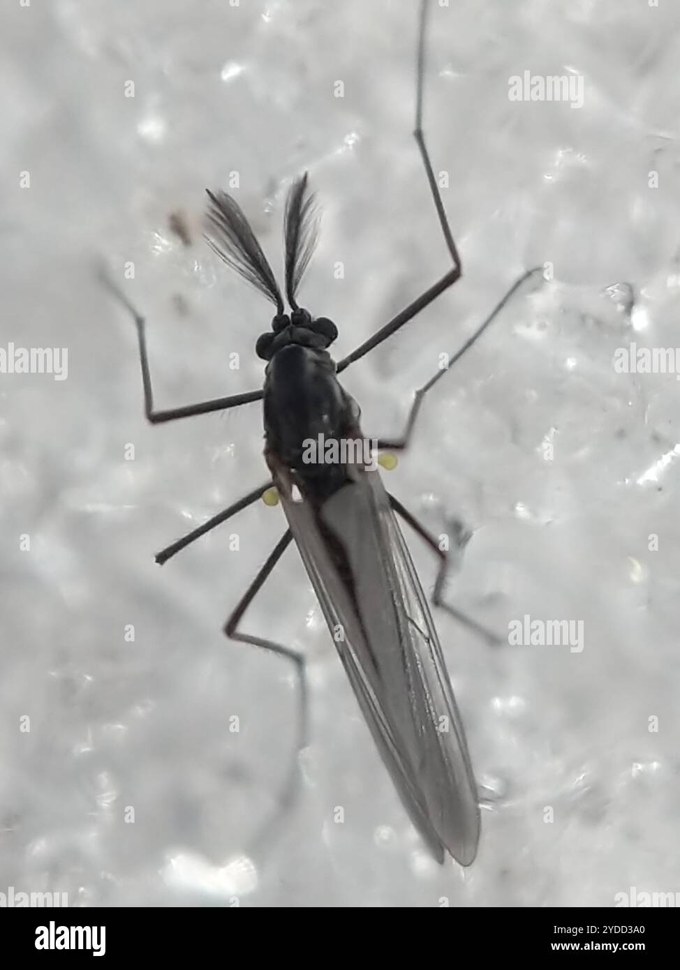 Winter Midges (Diamesa Stock Photo - Alamy