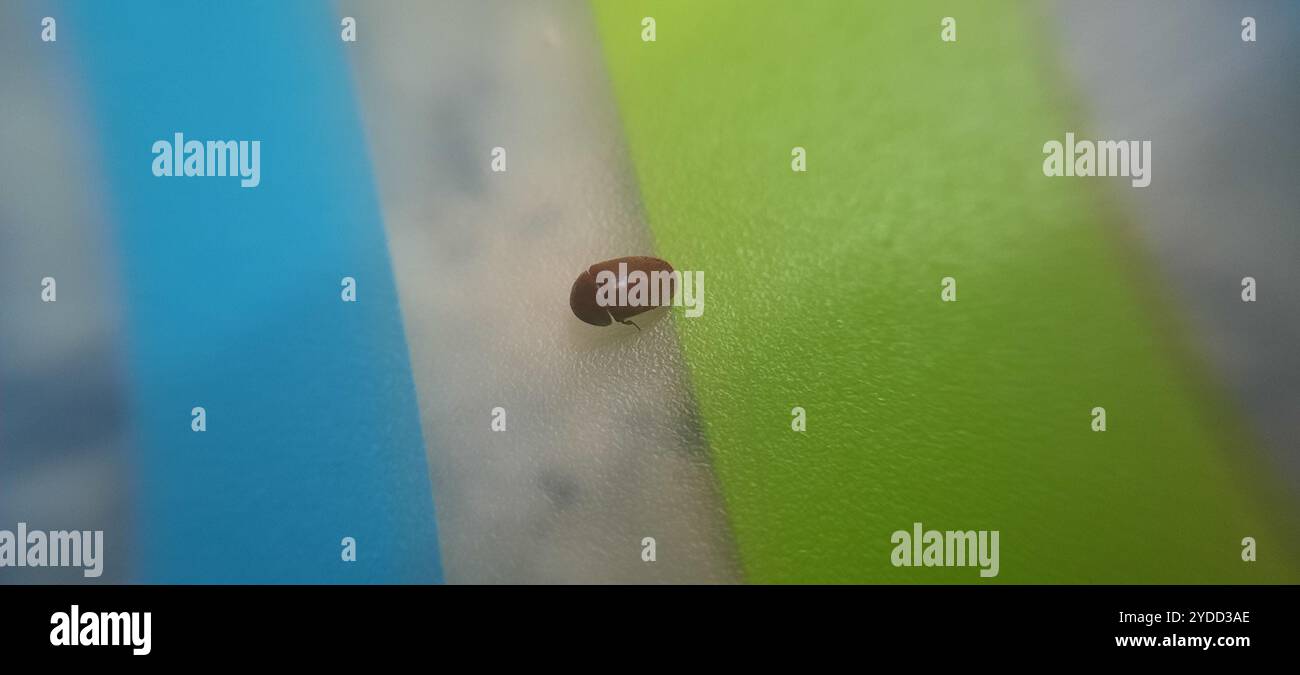 Tobacco Beetle (Lasioderma serricorne Stock Photo - Alamy