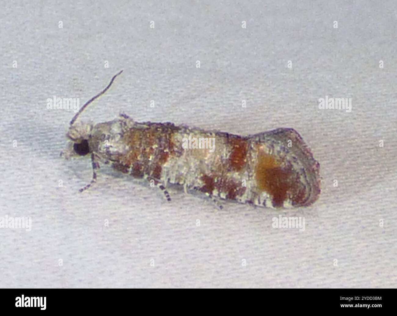 Pine Tip Moths (Rhyacionia Stock Photo - Alamy