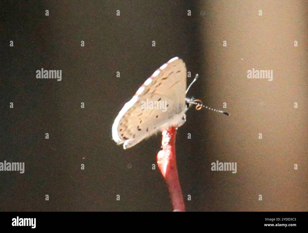 Summer Azure (Celastrina neglecta Stock Photo - Alamy