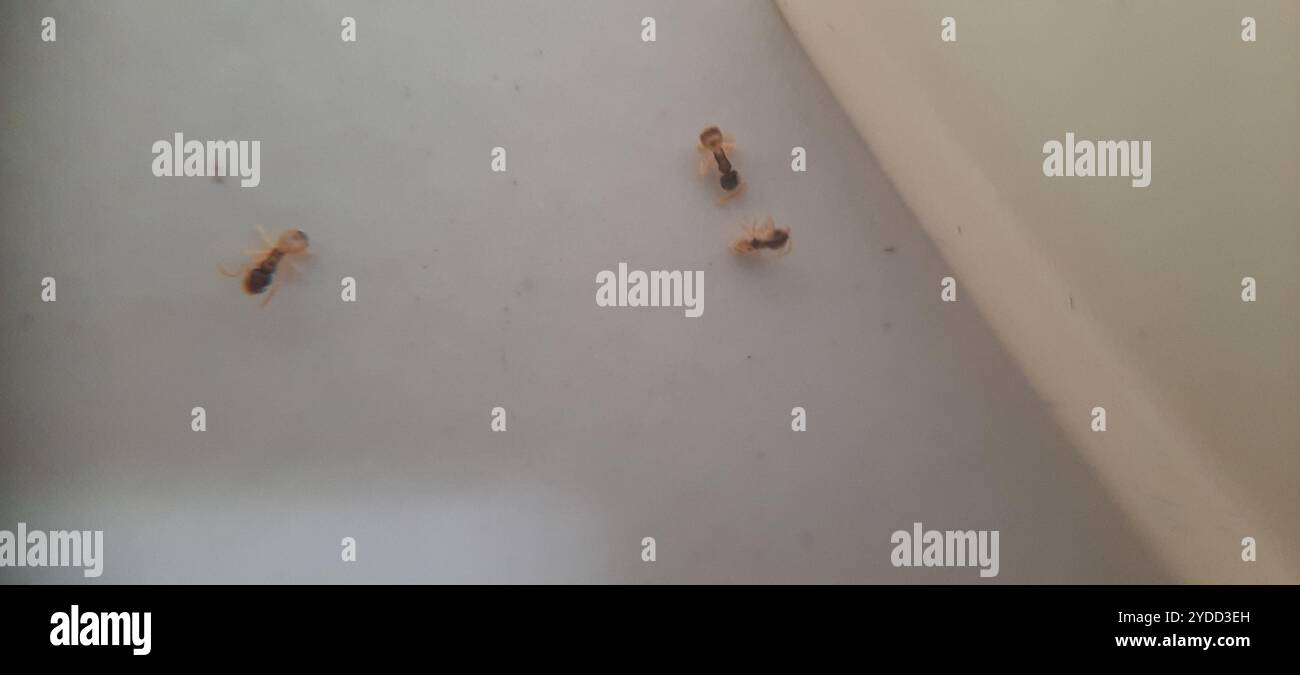Ghost Ant (Tapinoma melanocephalum Stock Photo - Alamy