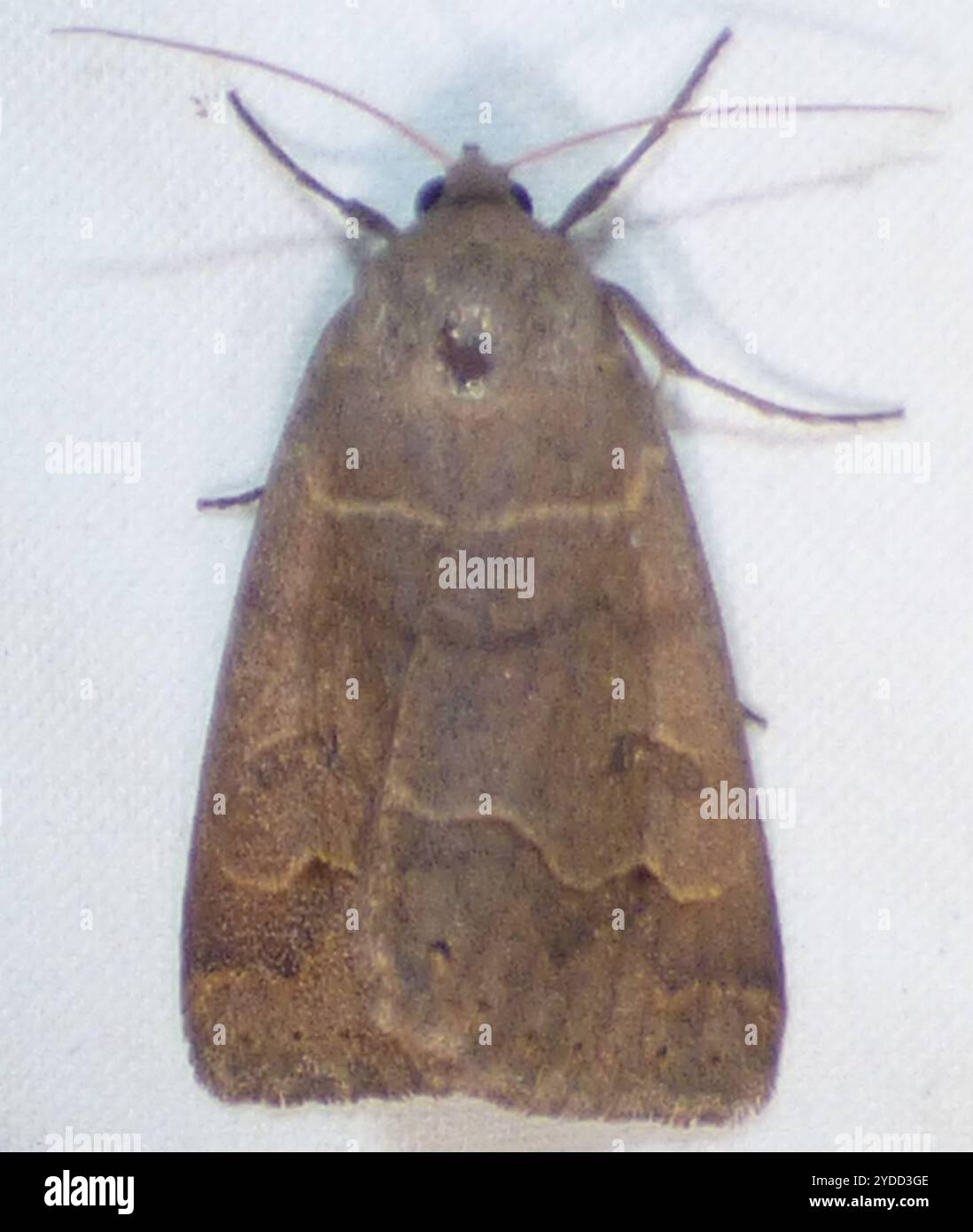 Common Oak Moth (Phoberia atomaris Stock Photo - Alamy