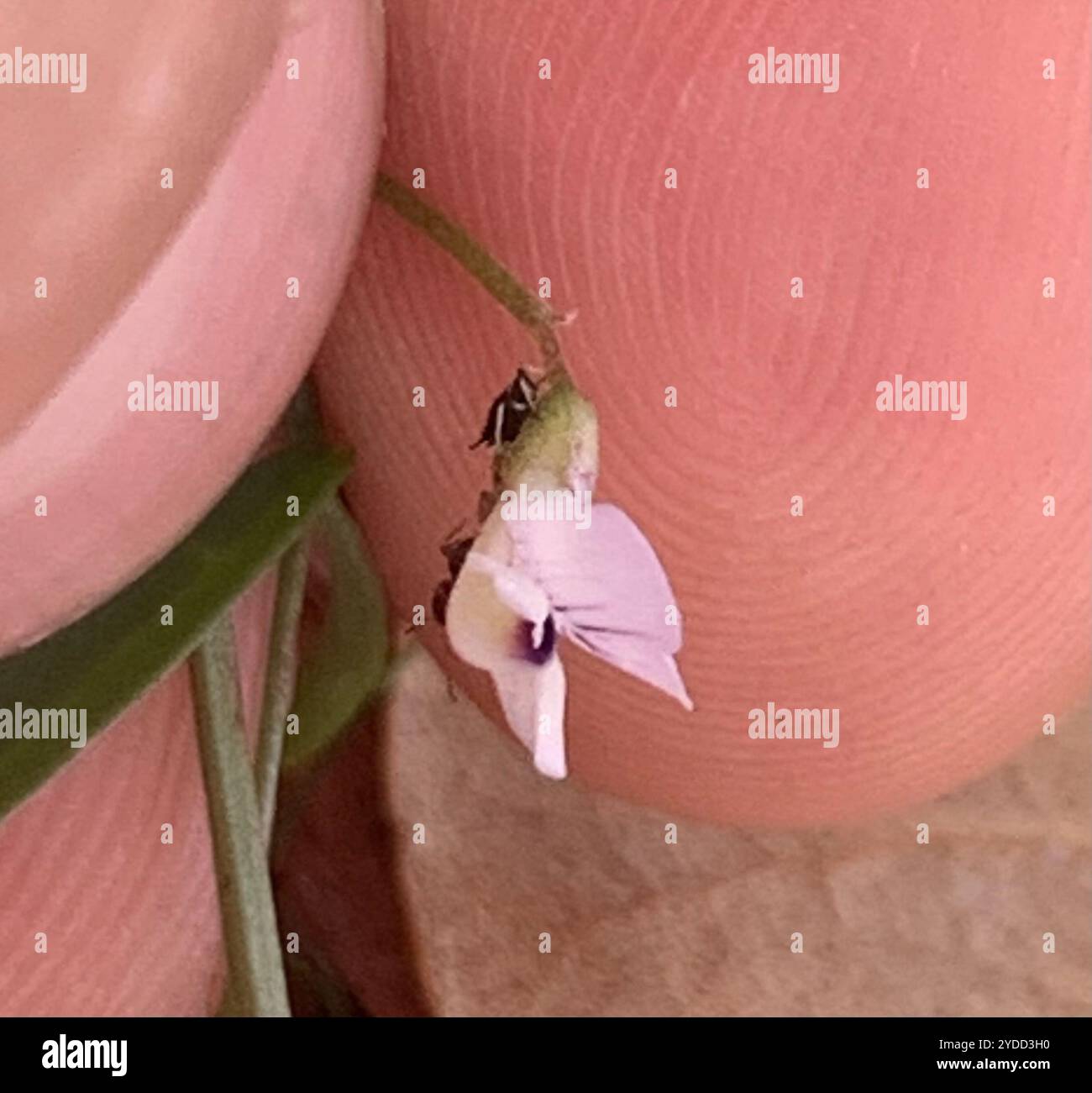 Fourleaf Vetch (Vicia acutifolia Stock Photo - Alamy