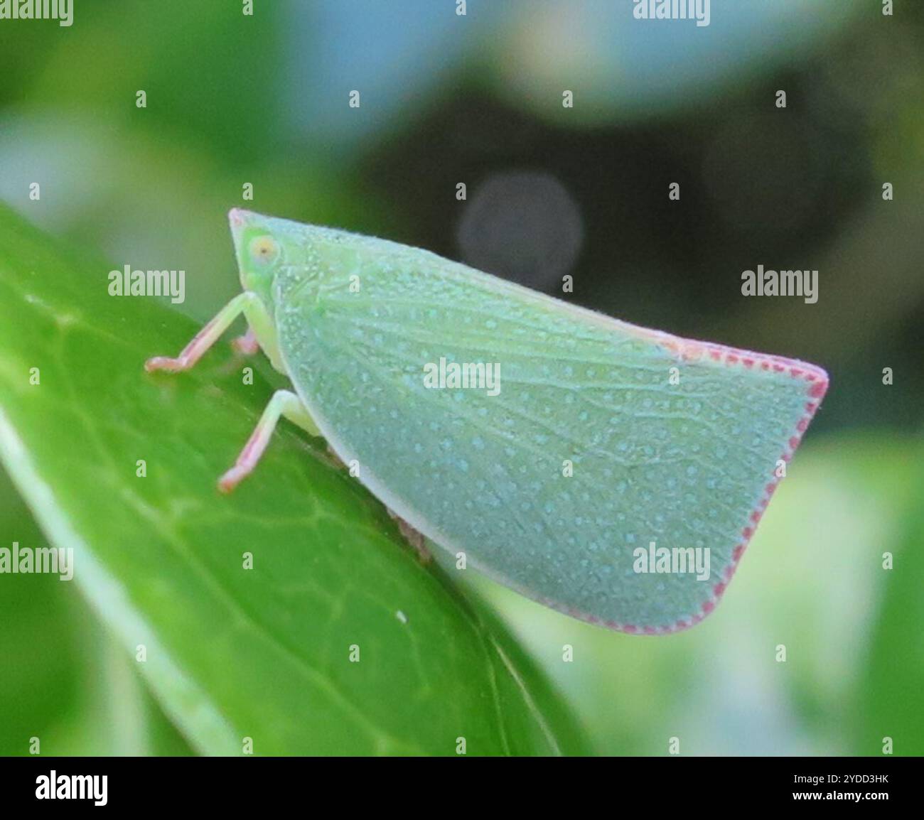 Torpedo Bug (Siphanta acuta Stock Photo - Alamy