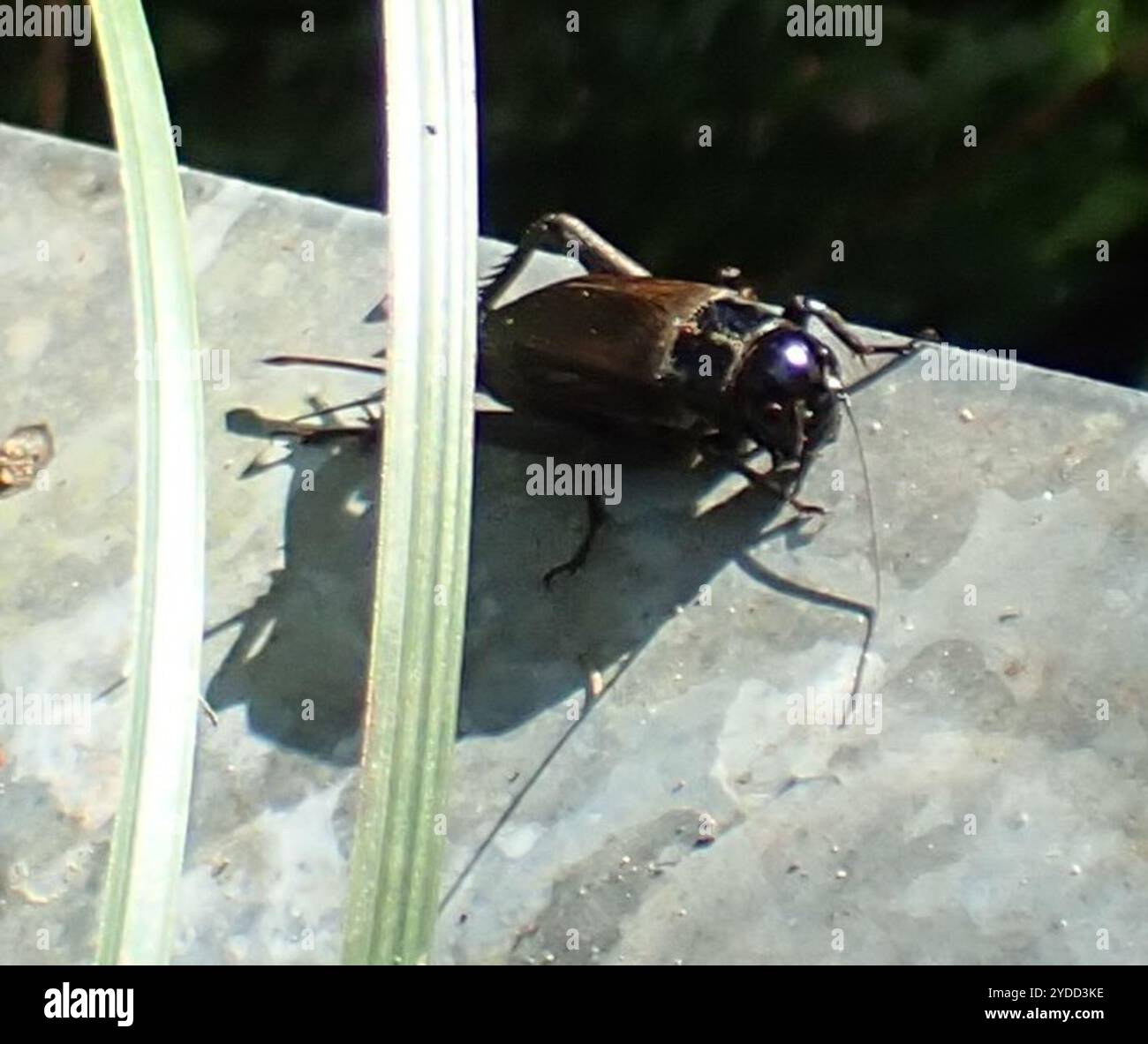 Teleogryllus hi-res stock photography and images - Alamy