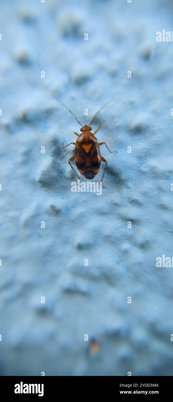 Three Spotted Nettle Bug (Liocoris tripustulatus Stock Photo - Alamy