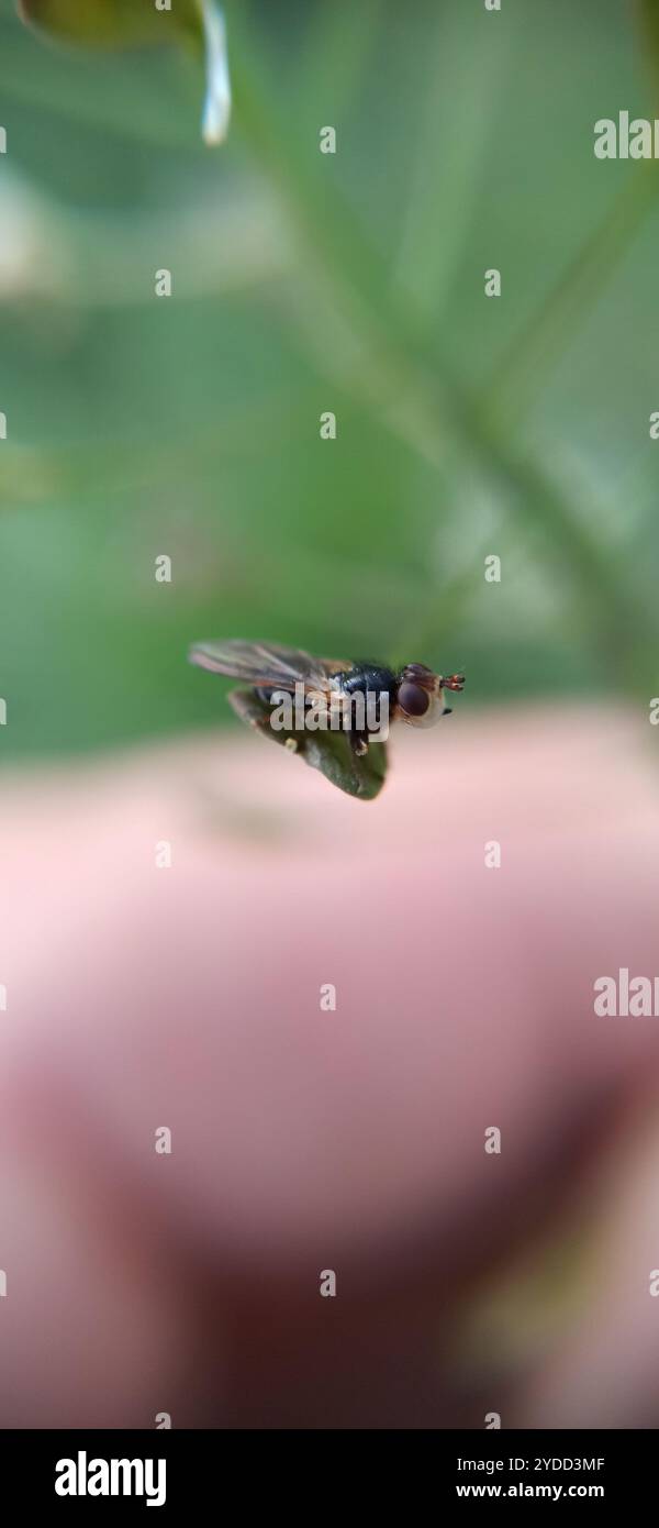 Thick-headed Flies (Conopidae Stock Photo - Alamy