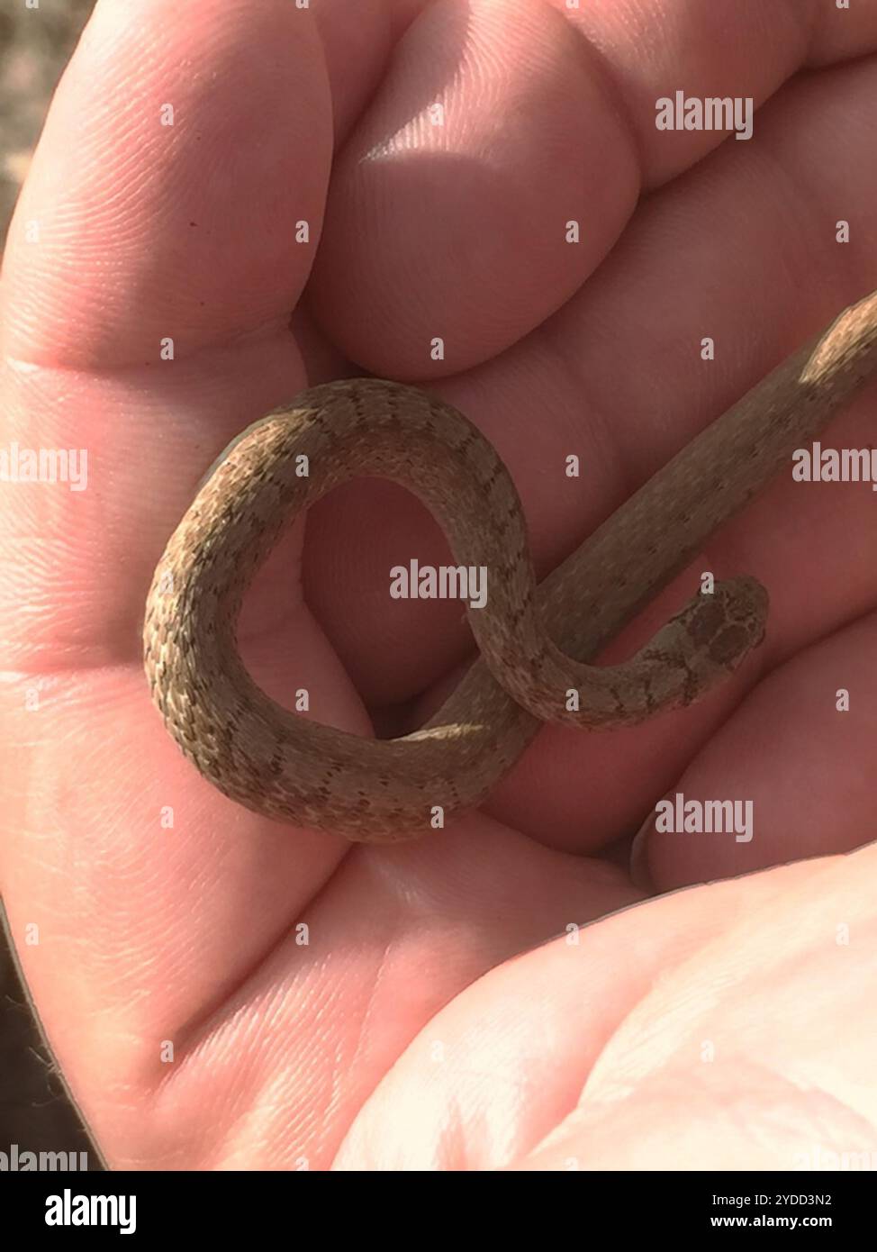 DeKay's Brownsnake (Storeria dekayi Stock Photo - Alamy