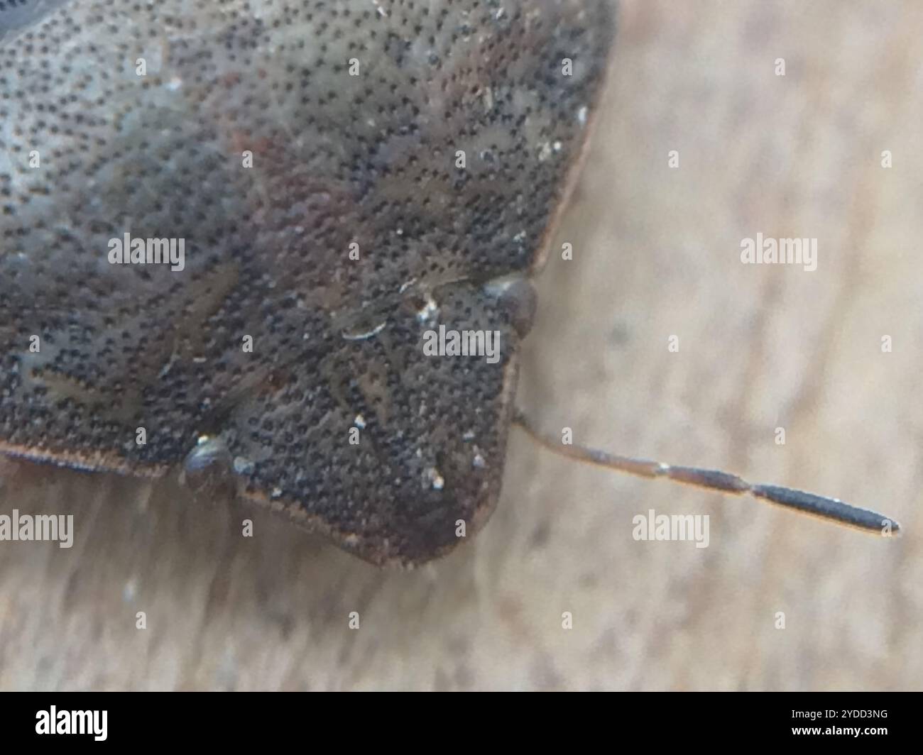 European Tortoise Bug (Eurygaster maura Stock Photo - Alamy