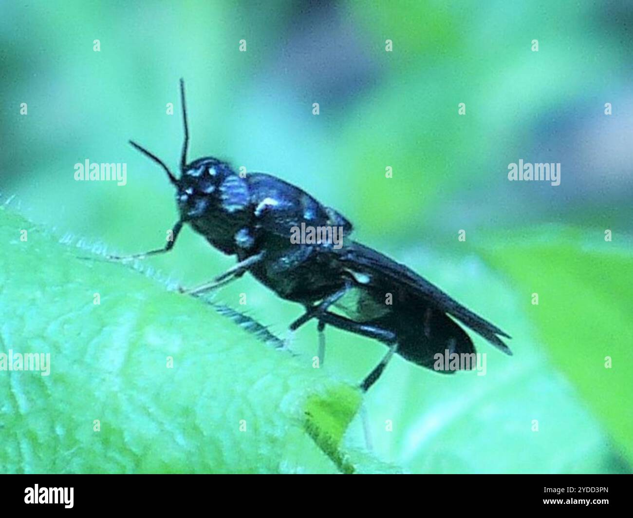 Black Soldier Fly (Hermetia illucens Stock Photo - Alamy