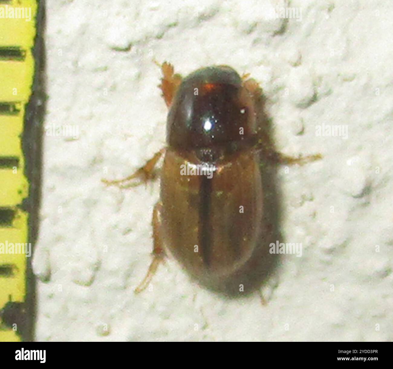 Small Dung Beetles (Aphodiinae Stock Photo - Alamy